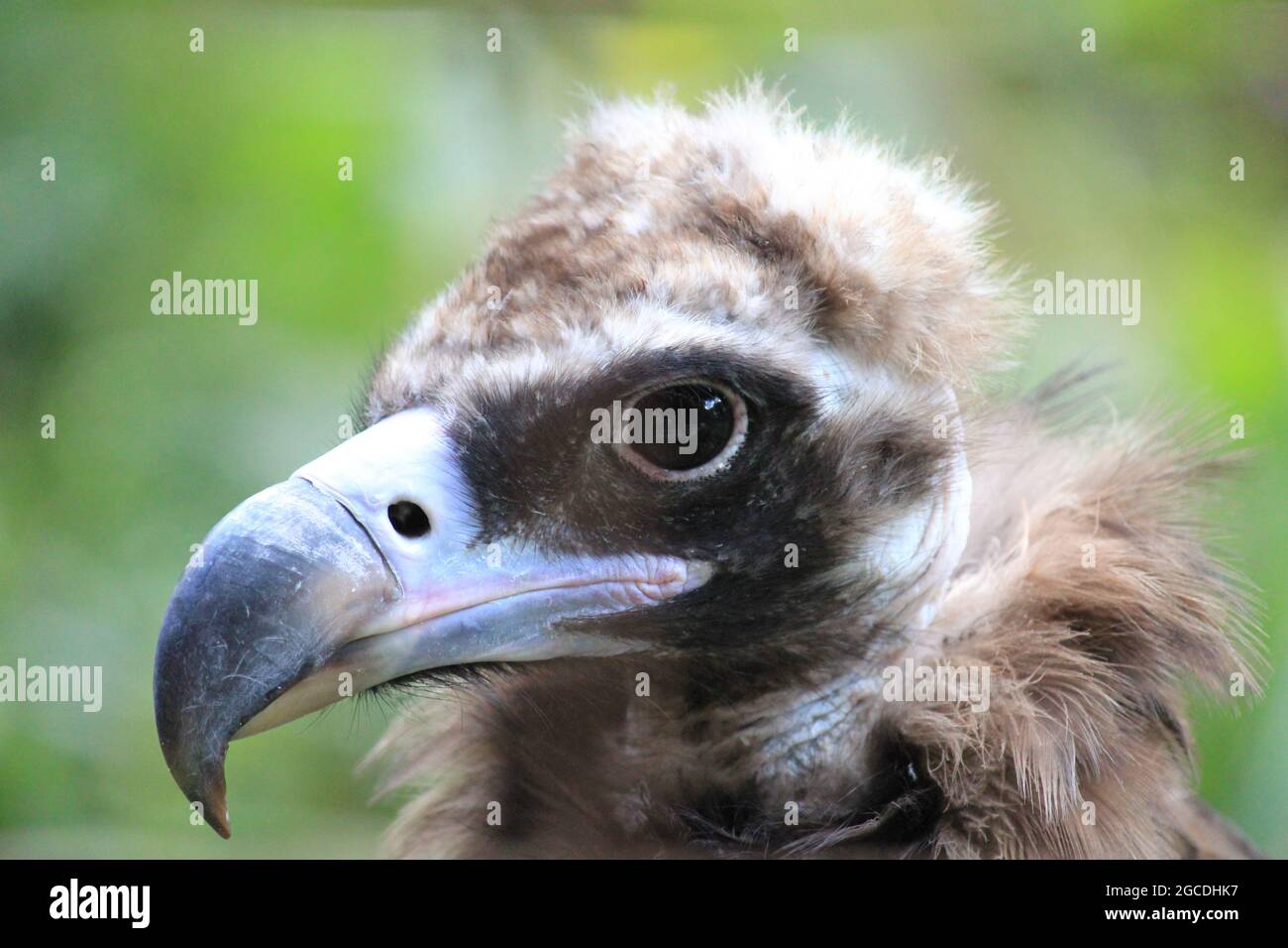 Turkey vulture carrion fish hi-res stock photography and images - Alamy