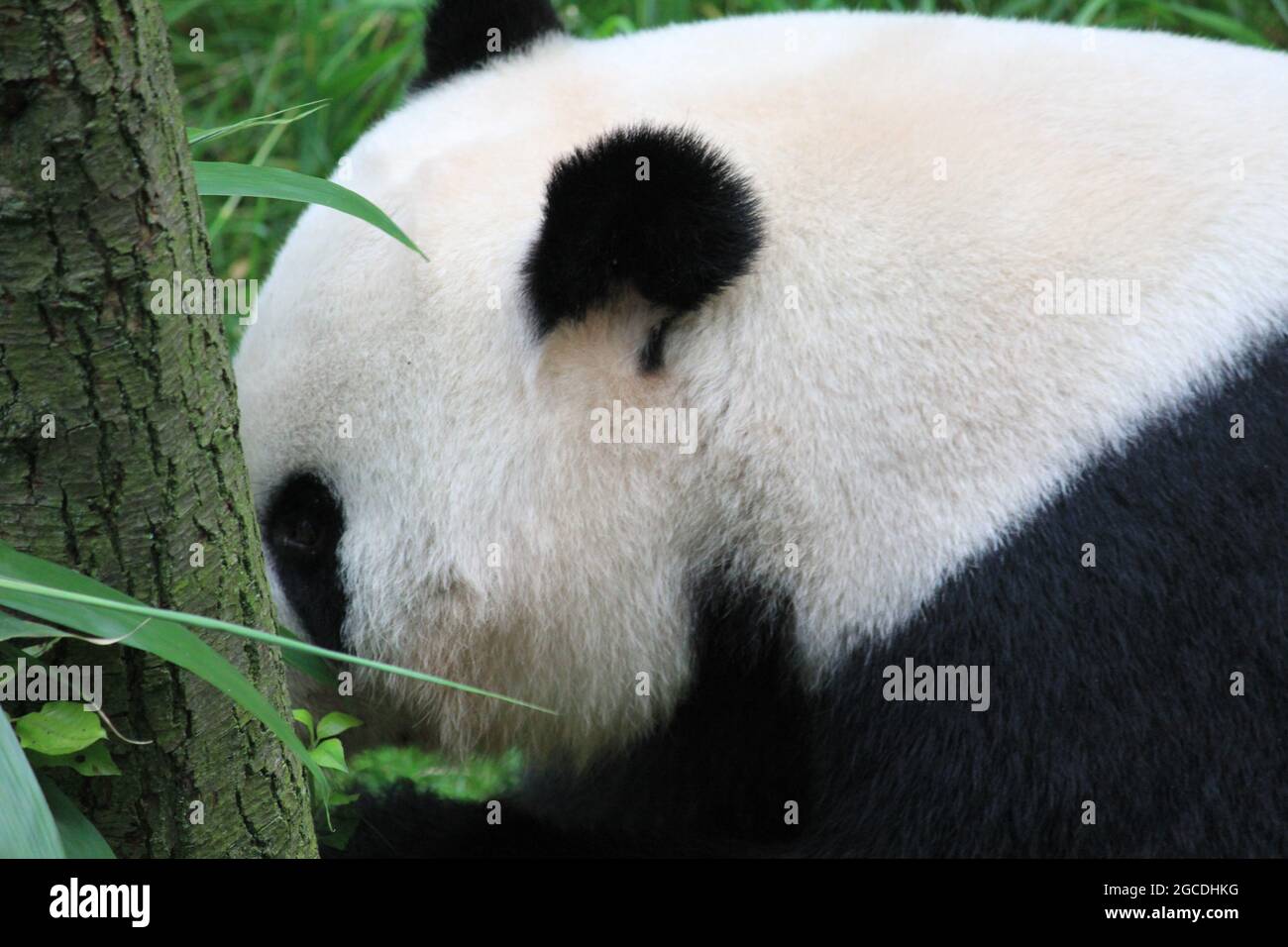 The panda’s thumb hi-res stock photography and images - Alamy