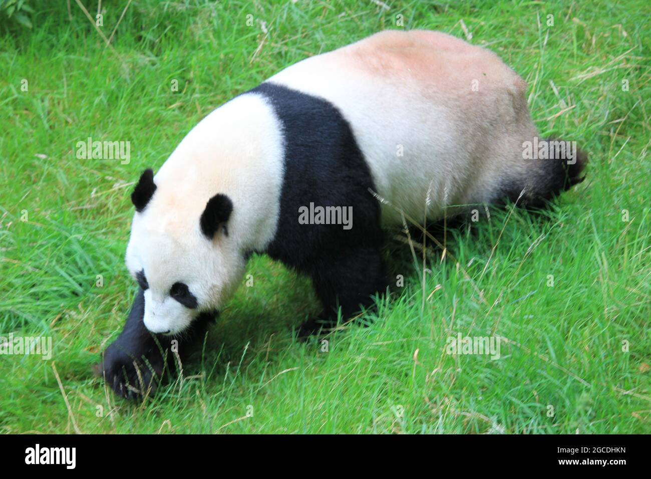 The panda’s thumb hi-res stock photography and images - Alamy