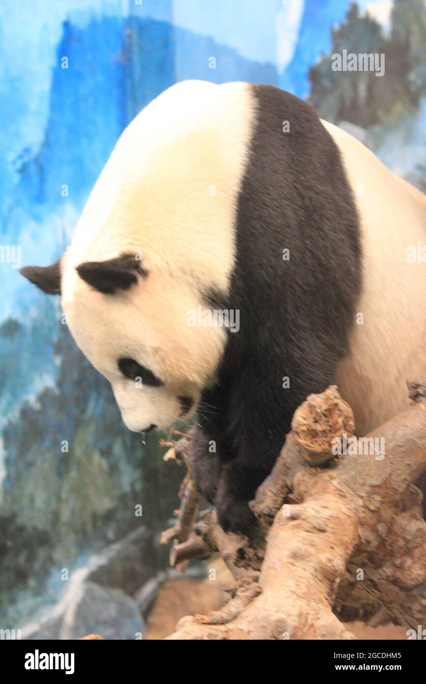 The panda’s thumb hi-res stock photography and images - Alamy