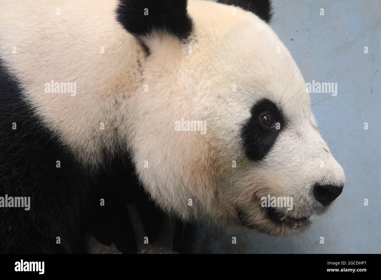 Giant panda Stock Photo - Alamy