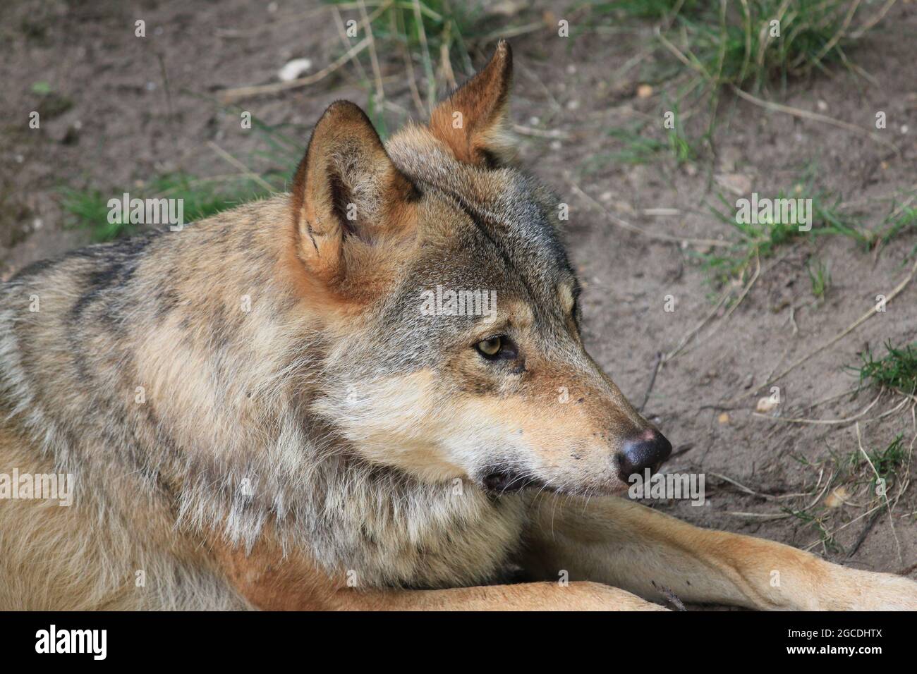 A subspecies of the grey wolf hi-res stock photography and images - Alamy