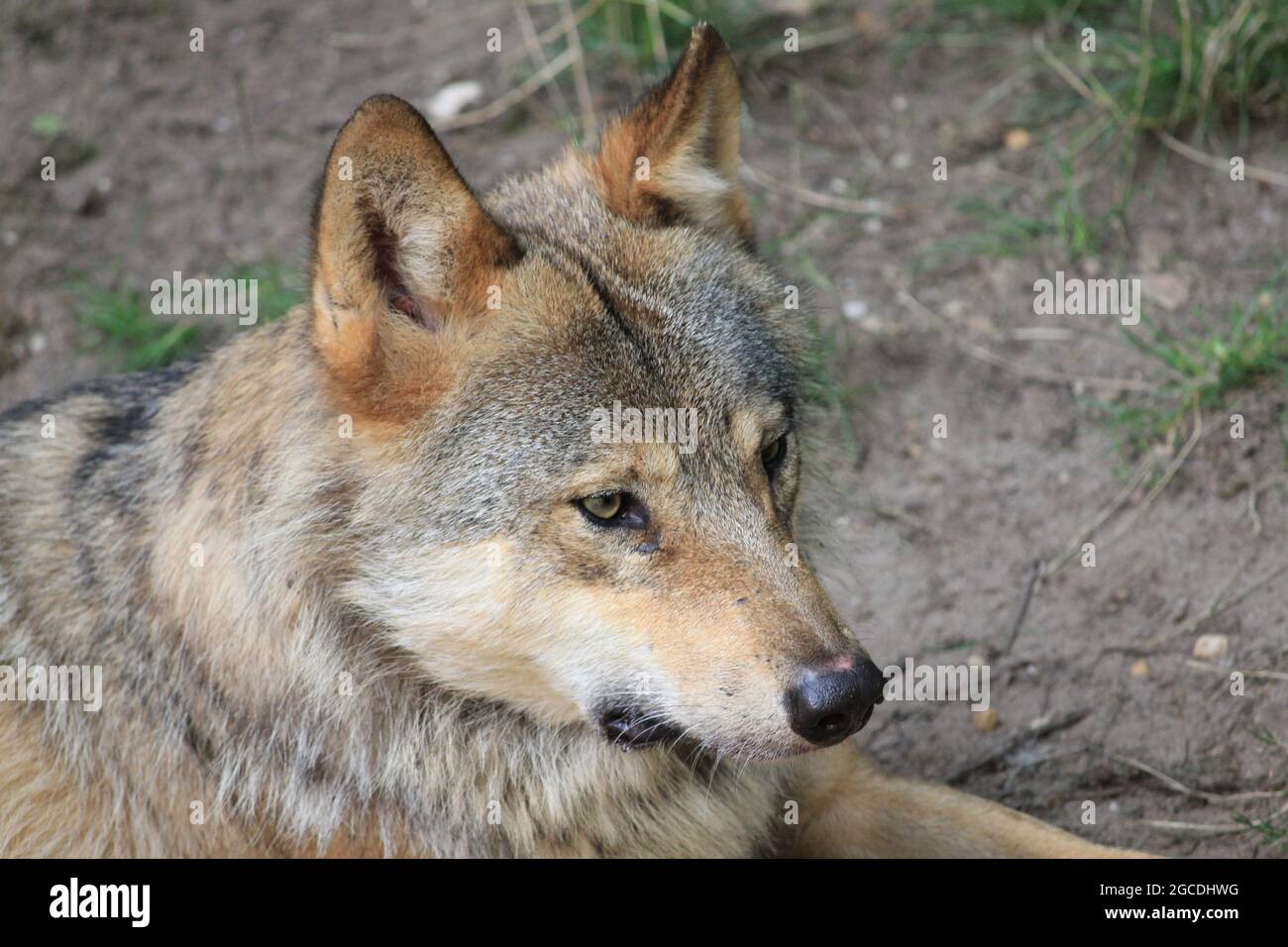 Old world grey wolf hi-res stock photography and images - Alamy