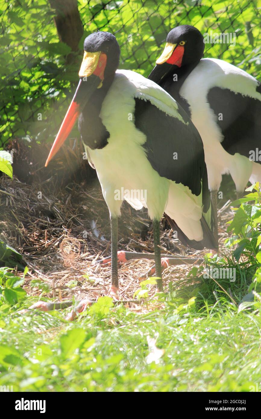 Tallest of storks hi-res stock photography and images - Alamy