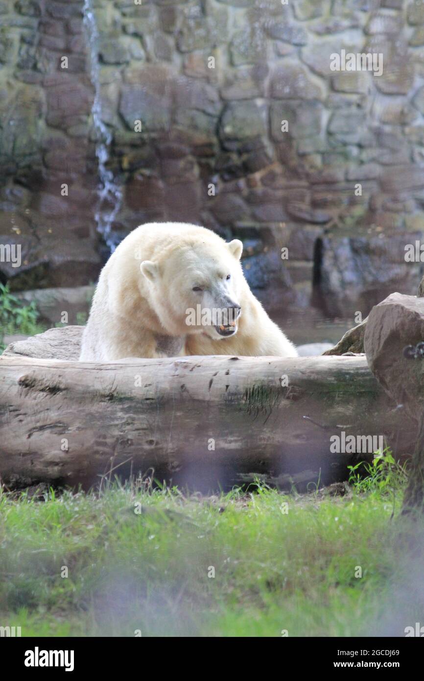 Powerful limbs and claws hi-res stock photography and images - Alamy
