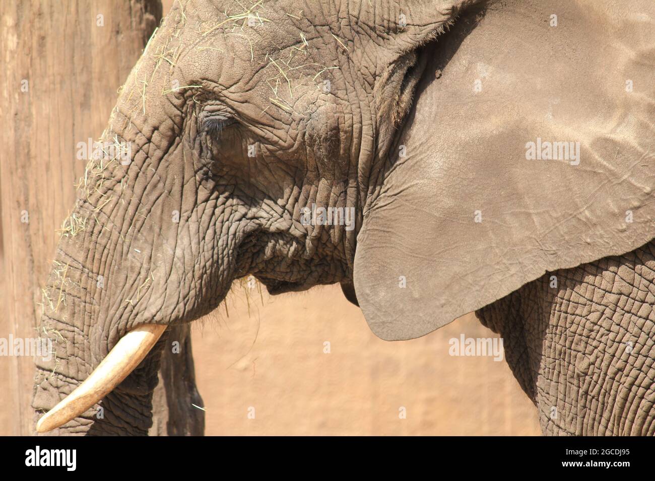 Elephant sounds hi-res stock photography and images - Alamy