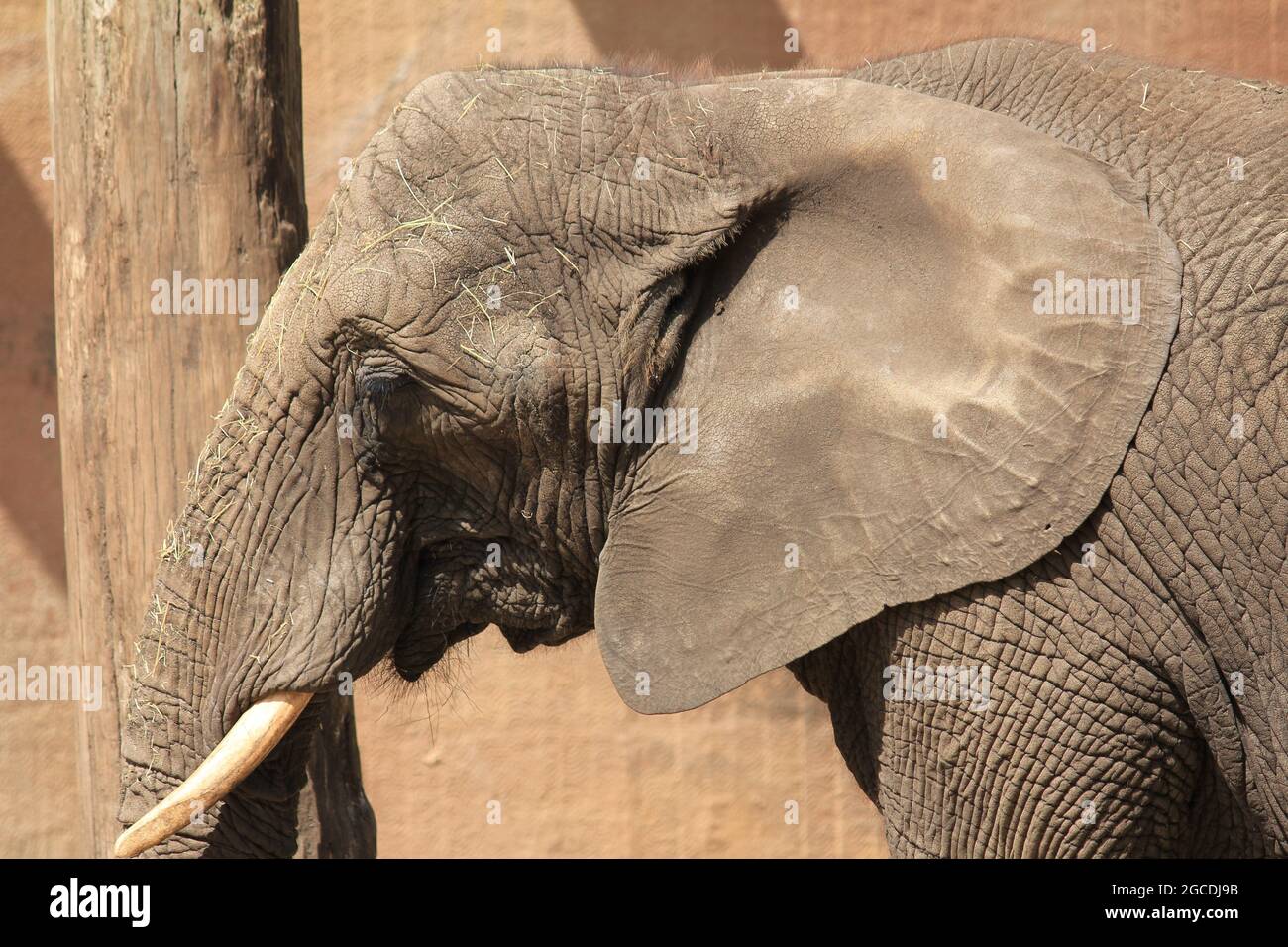 African elephant trunk finger hi-res stock photography and images - Alamy