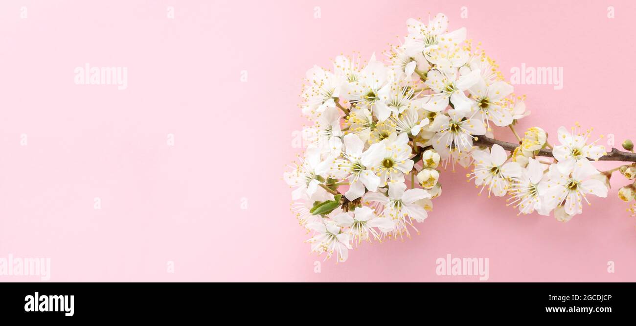 Cherry blossom on pink background. Graphic resources Stock Photo - Alamy