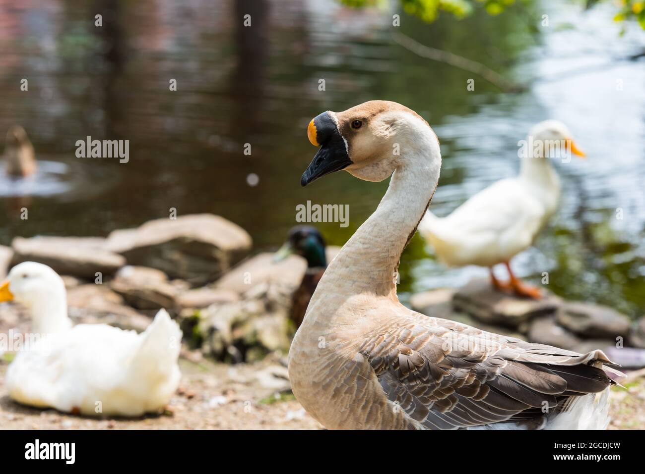 Large Chinese goose standing on the horse Stock Photo - Alamy