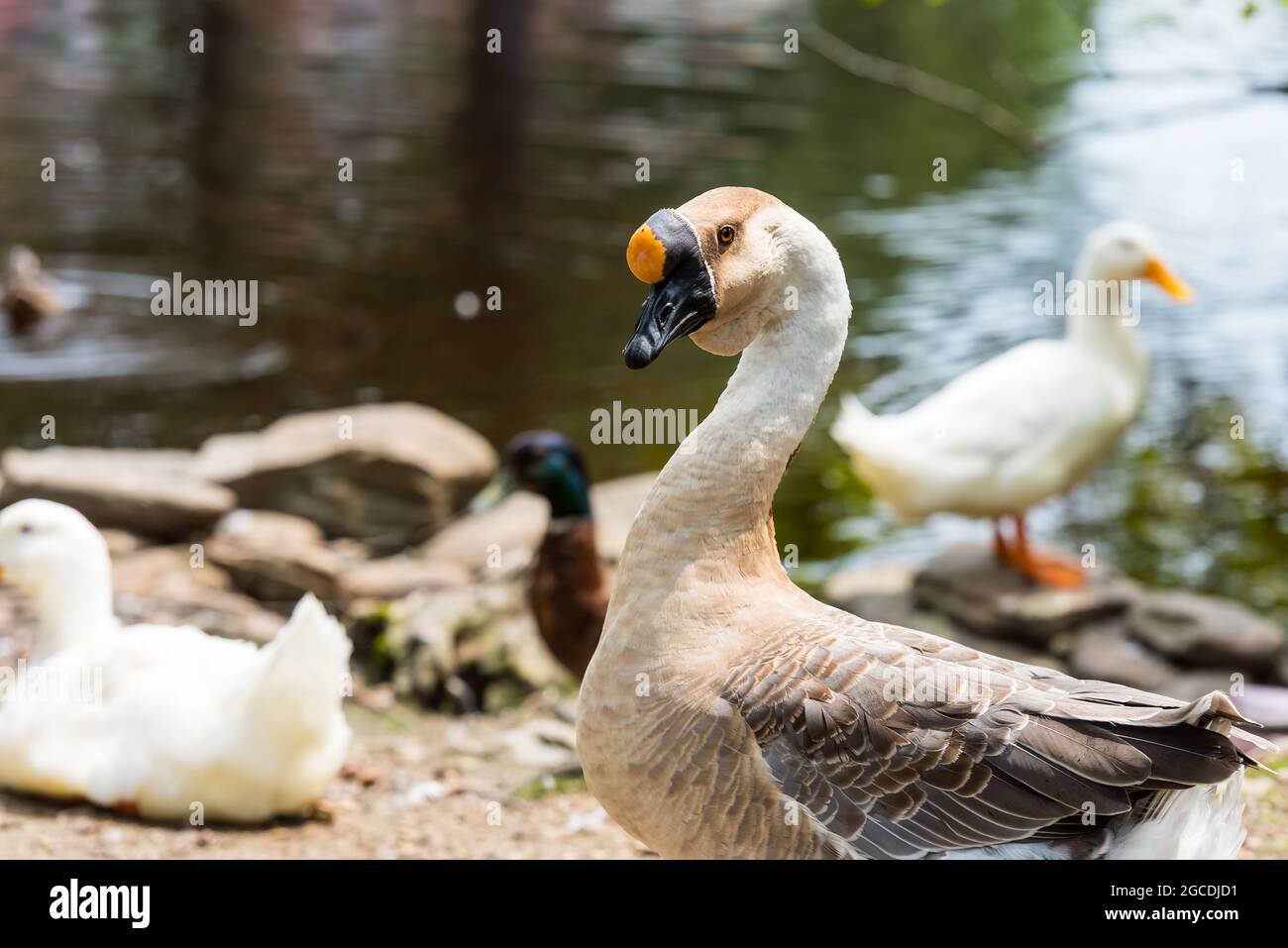 Large Chinese goose standing on the horse Stock Photo - Alamy