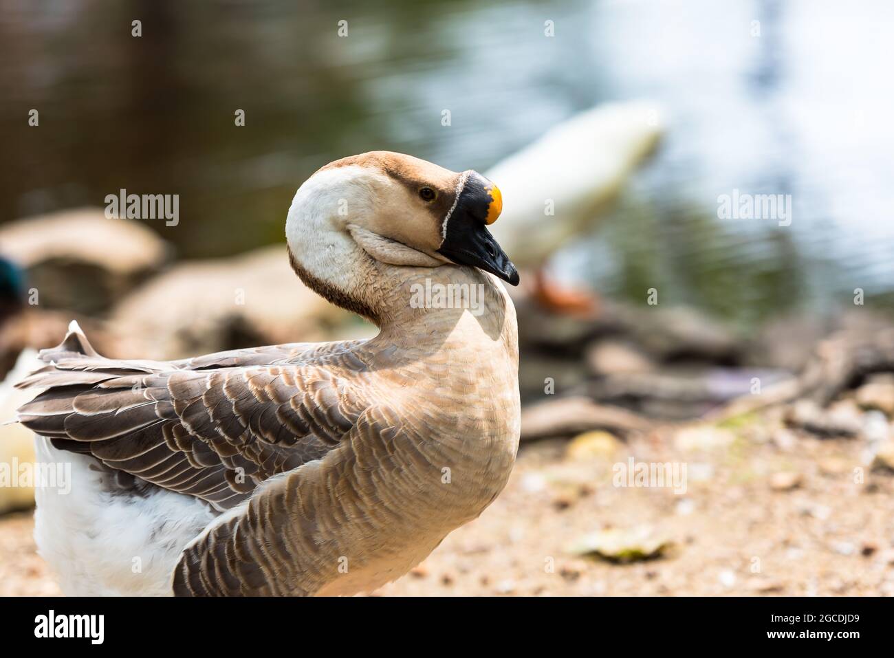 Large Chinese goose standing on the horse Stock Photo - Alamy