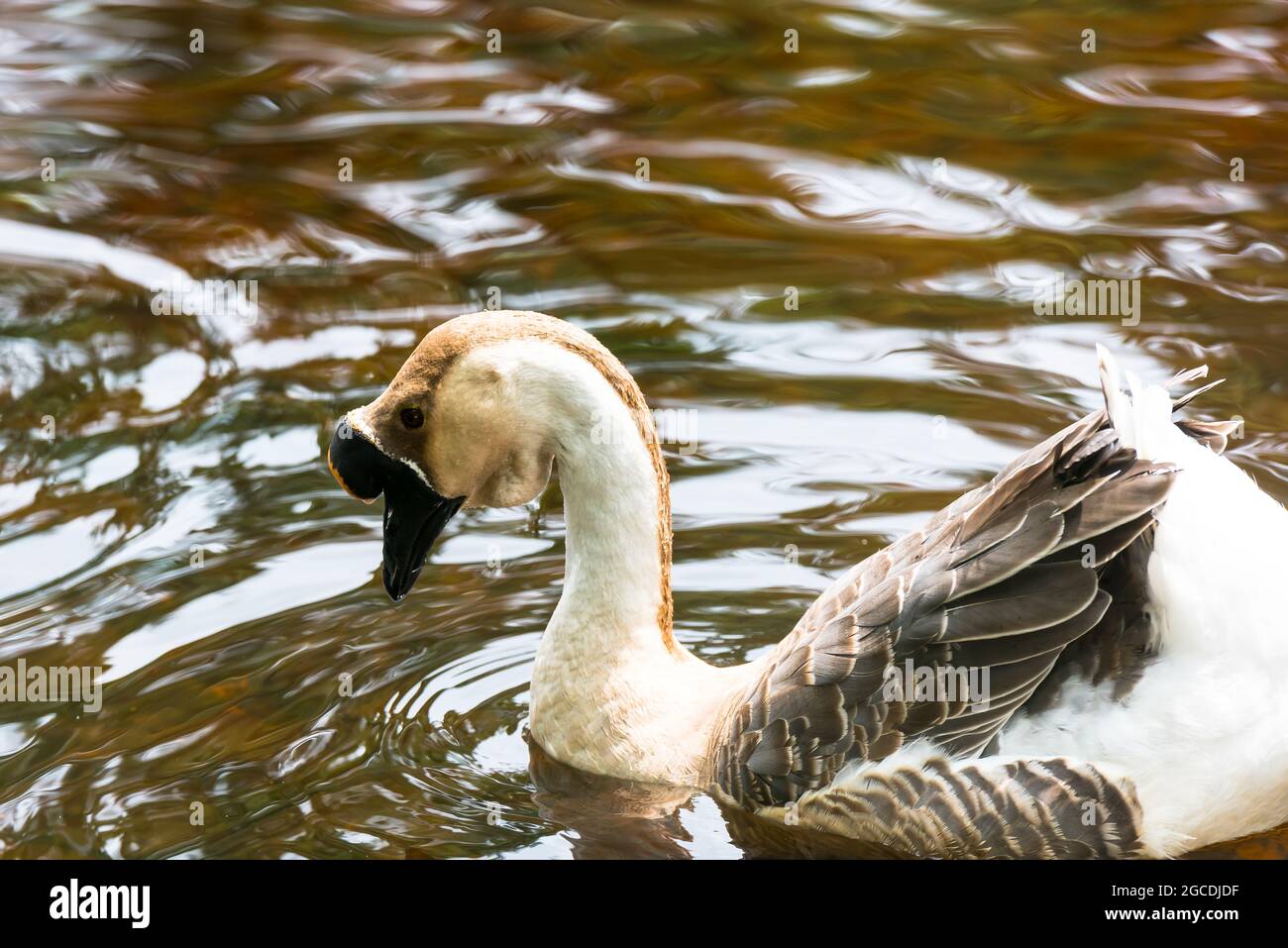 Chinese goose swimming hi-res stock photography and images - Alamy