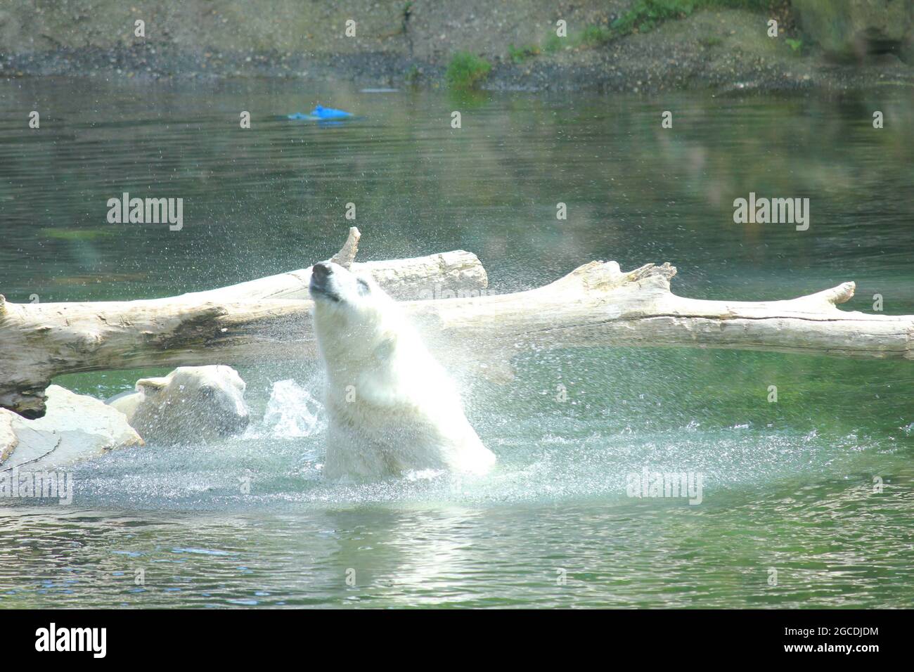 Powerful limbs and claws hi-res stock photography and images - Alamy