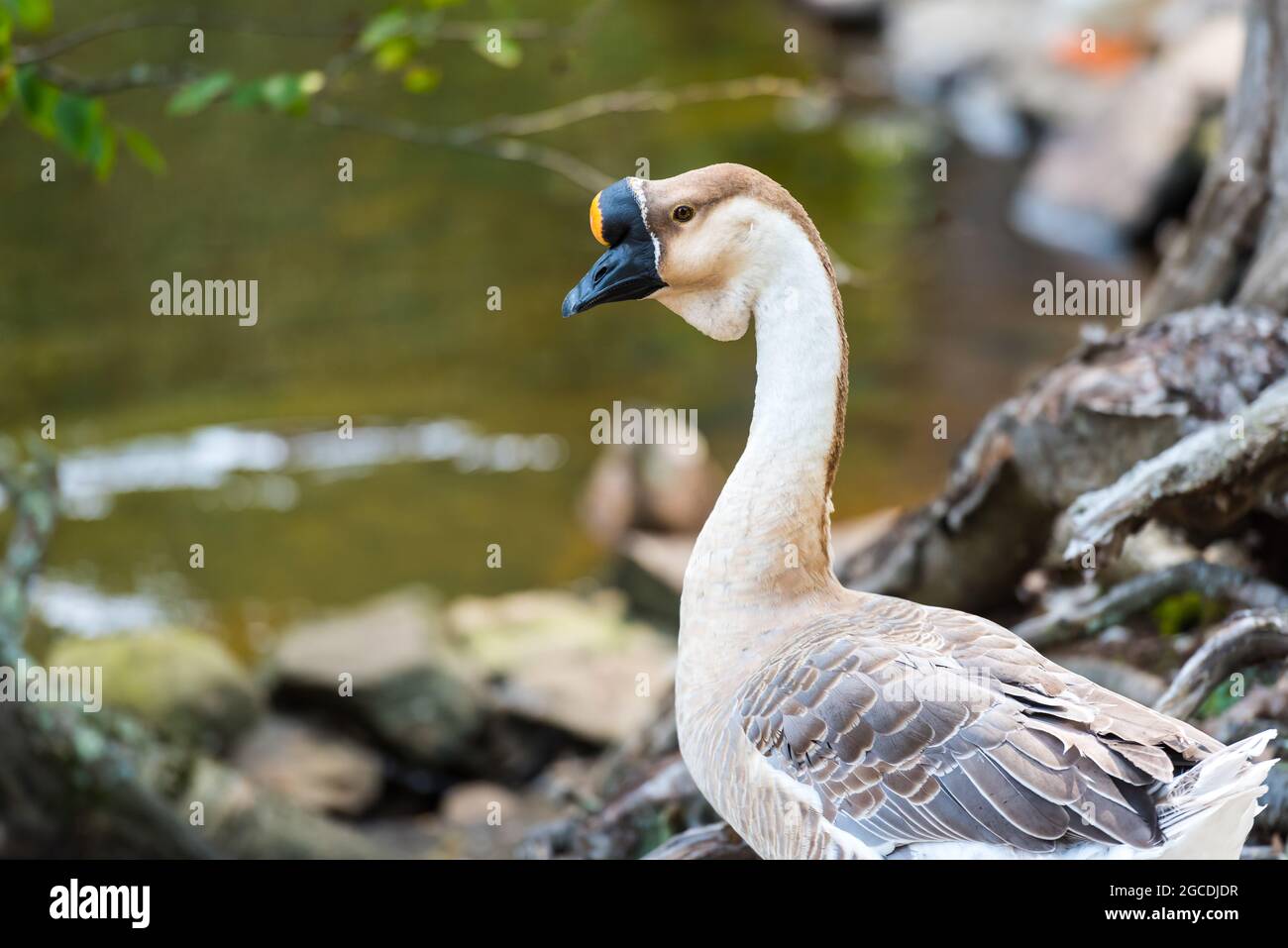 Large Chinese goose standing on the horse Stock Photo - Alamy