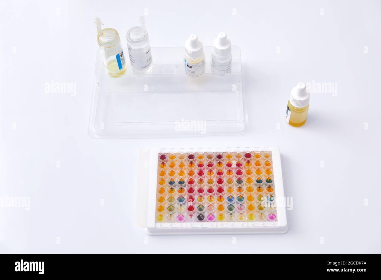 Microbiology Laboratory. Various Bacteria Samples on a table Stock ...