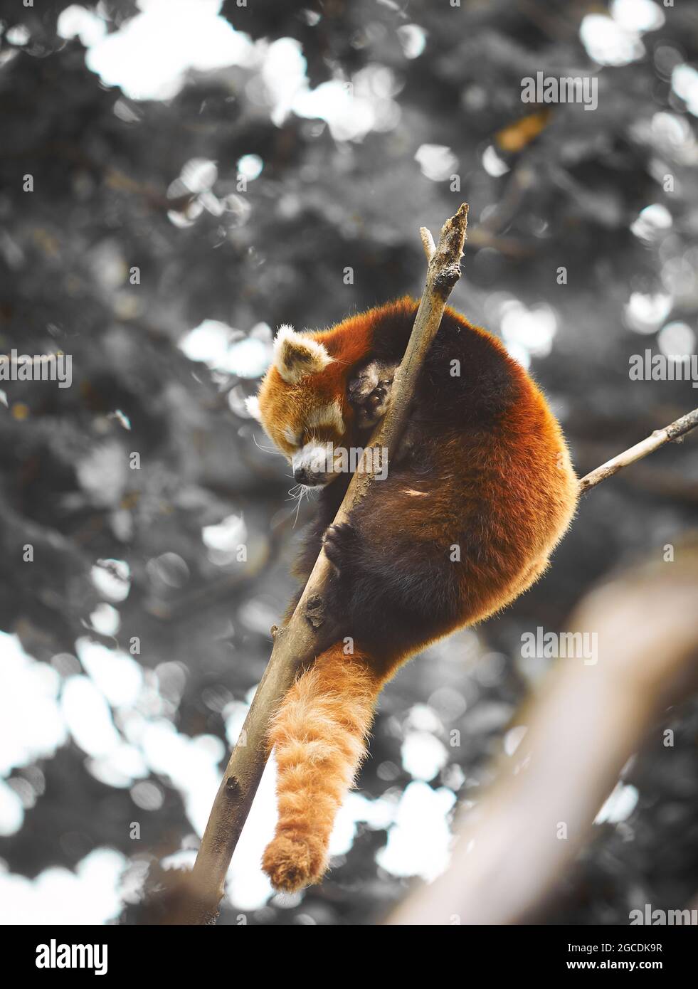 Red panda napping in a branch tree Stock Photo - Alamy