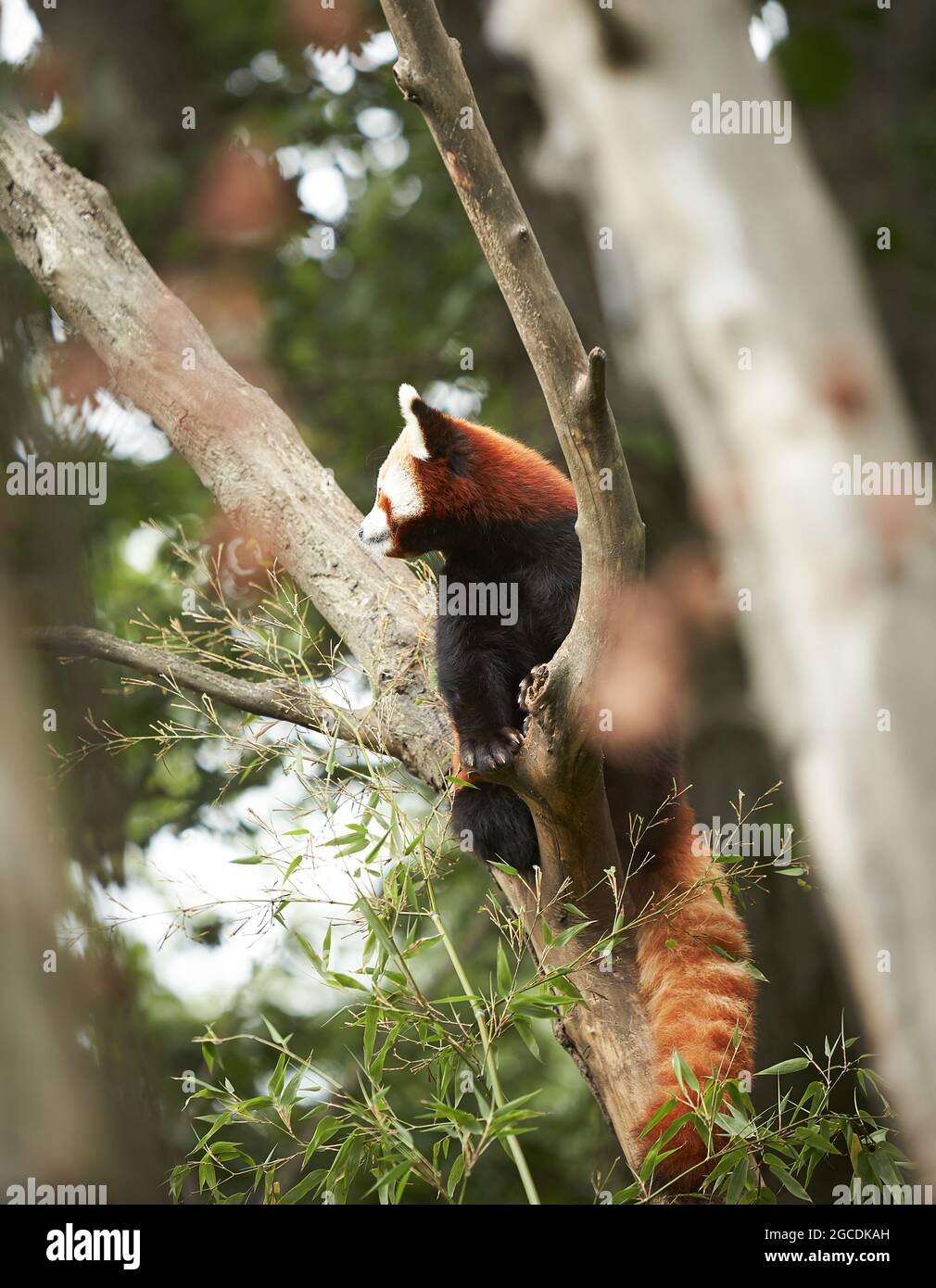Red panda napping in a branch tree Stock Photo - Alamy