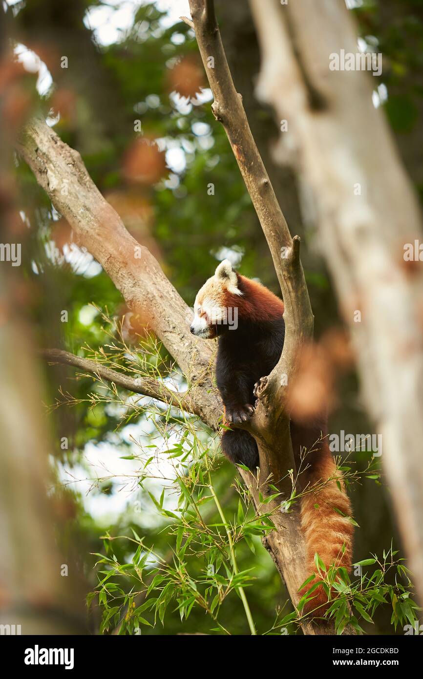Red panda napping in a branch tree Stock Photo - Alamy