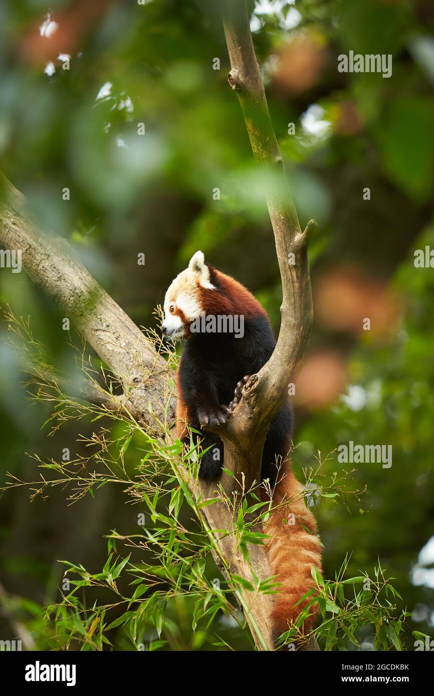 Red panda napping in a branch tree Stock Photo - Alamy