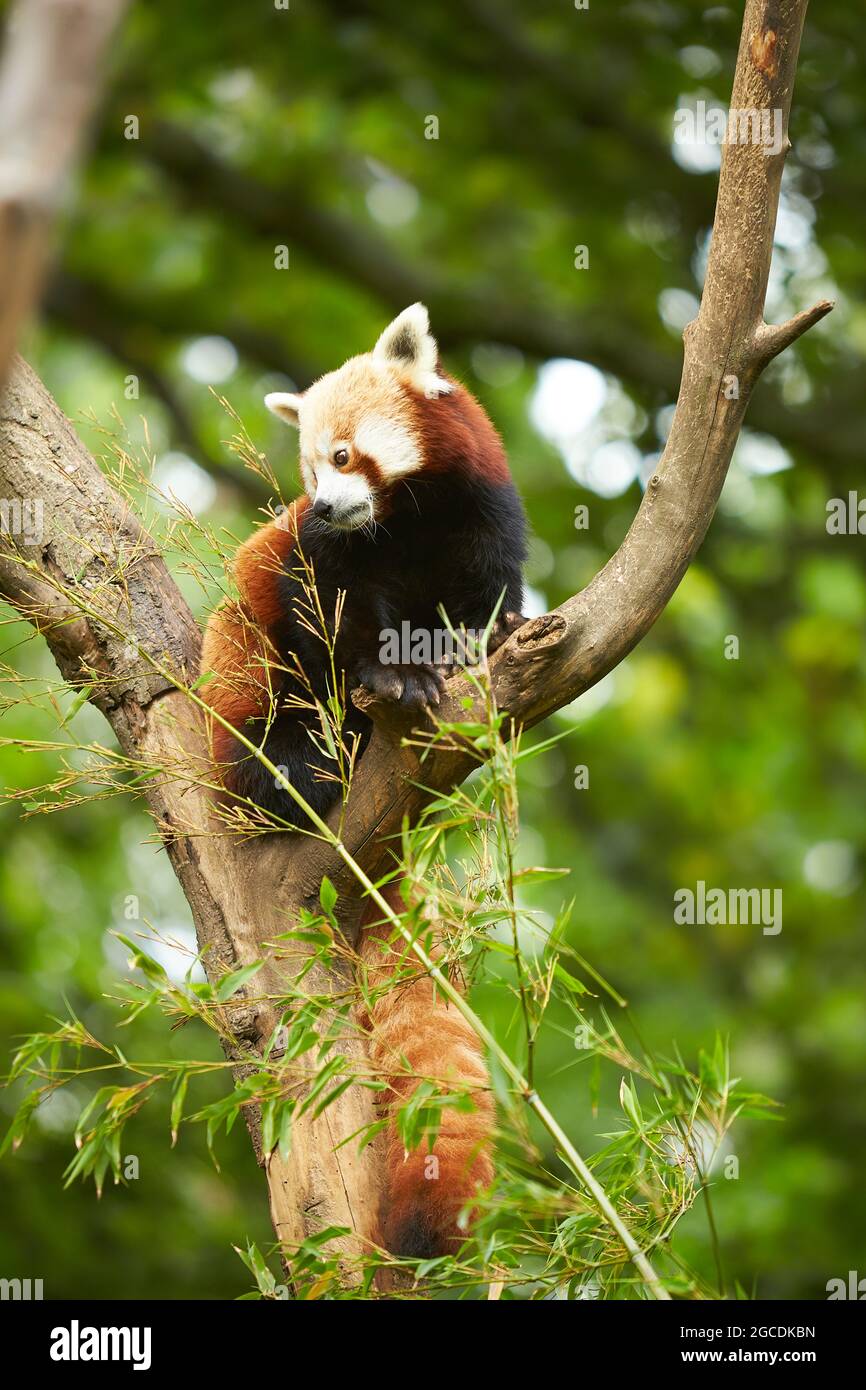 Red panda napping in a branch tree Stock Photo - Alamy