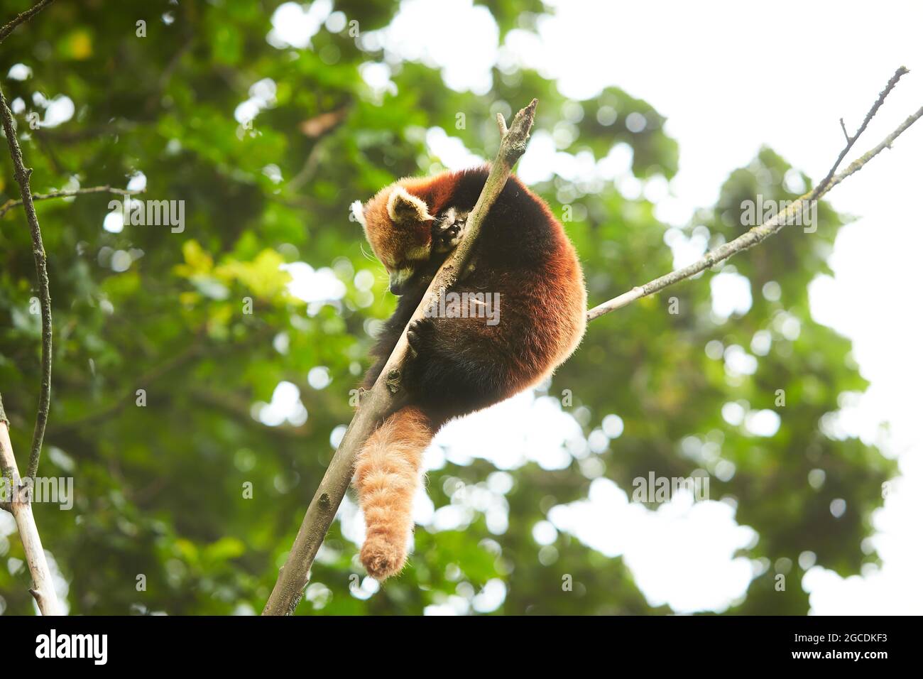 Red panda napping in a branch tree Stock Photo - Alamy