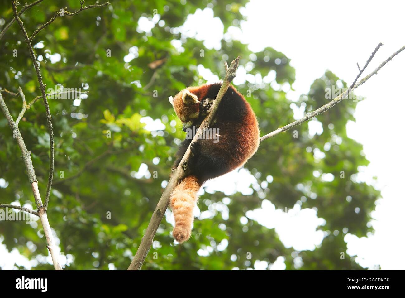 Red panda napping in a branch tree Stock Photo - Alamy