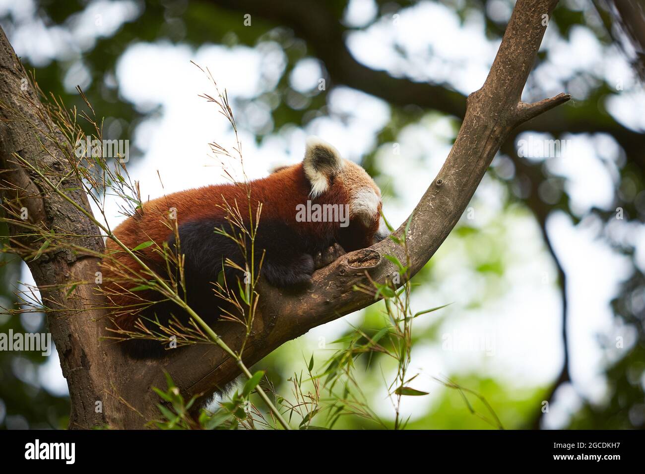 Resting red panda hi-res stock photography and images - Alamy