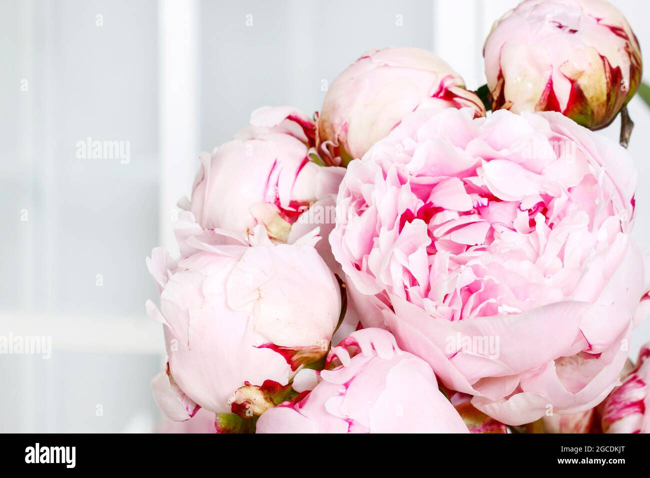 Bouquet of pink peonies. Spring flowers Stock Photo - Alamy