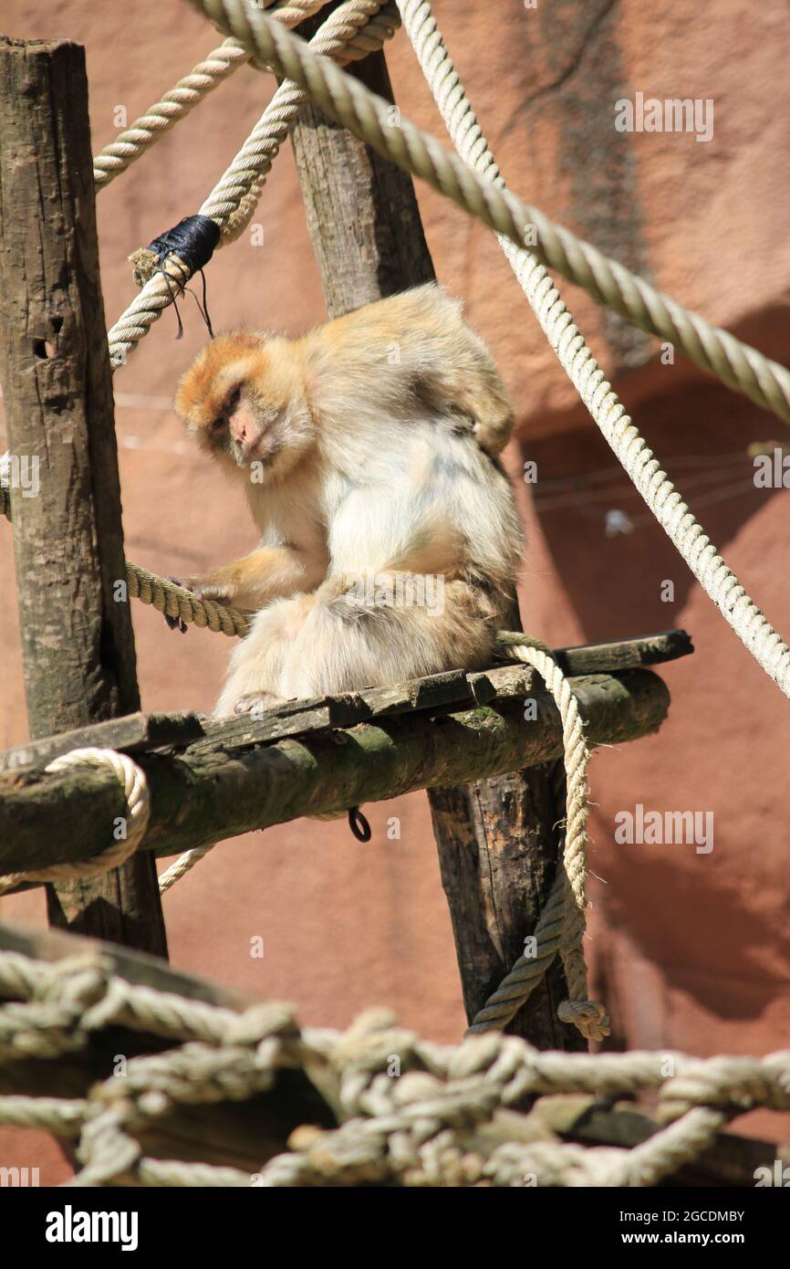 Macaque social hierarchy hi-res stock photography and images - Alamy