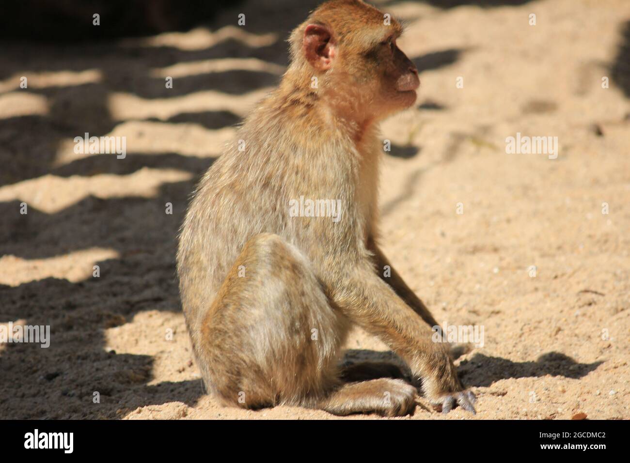 Macaque social bond hi-res stock photography and images - Alamy