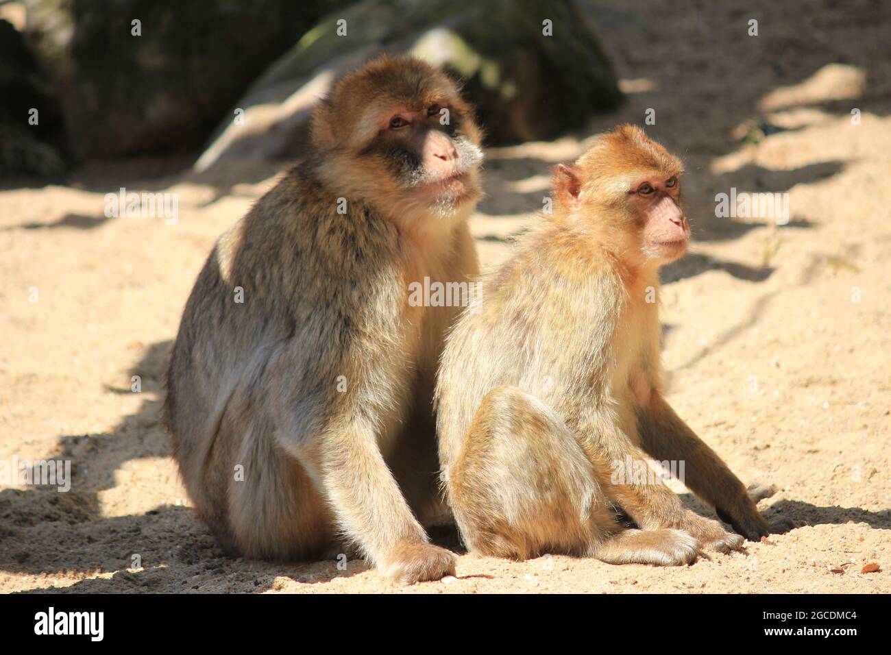 Macaque social hierarchy hi-res stock photography and images - Alamy