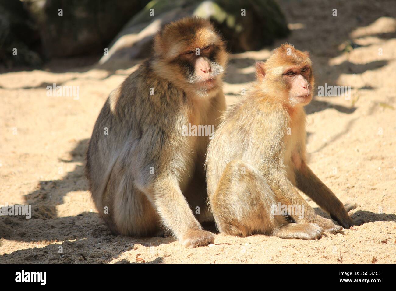 Short tailed macaque hi-res stock photography and images - Alamy