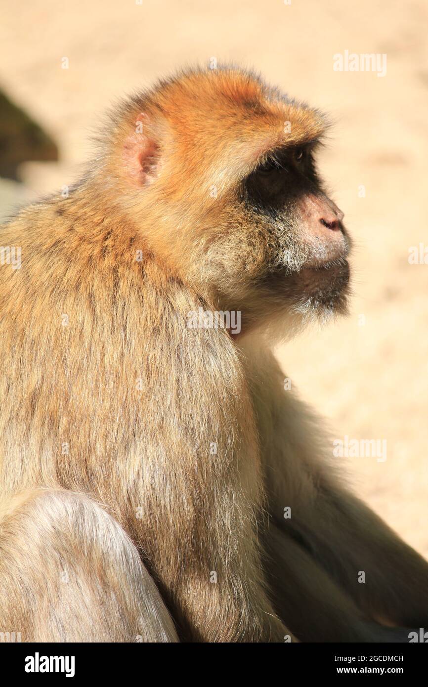 Macaque social bond hi-res stock photography and images - Alamy