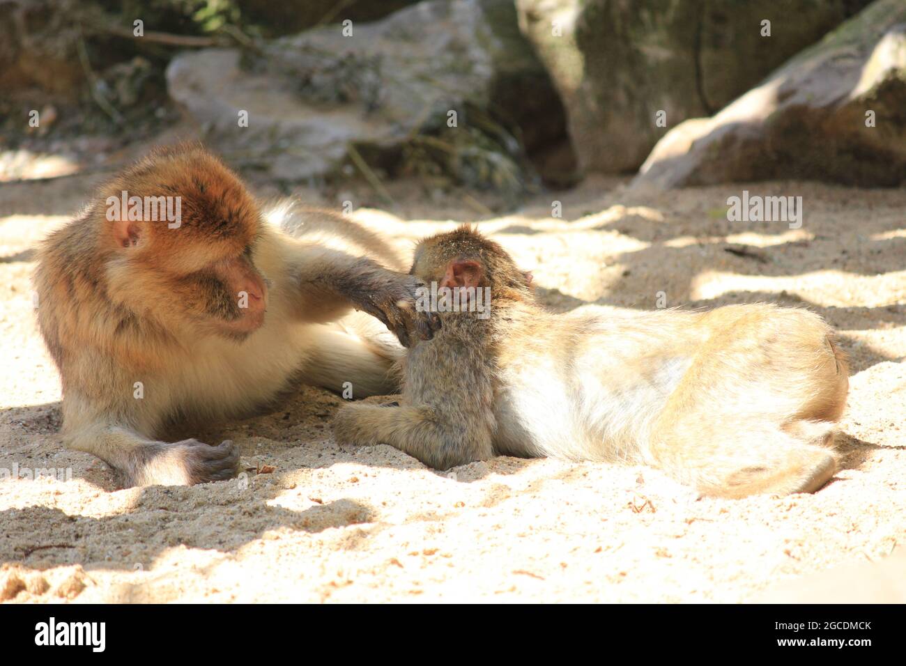 Macaque social bond hi-res stock photography and images - Alamy