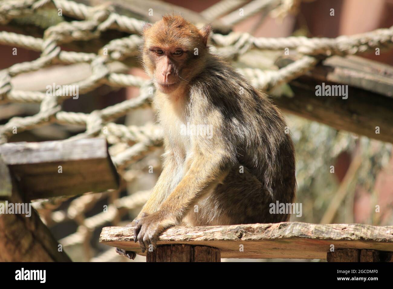 Macaque social hierarchy hi-res stock photography and images - Alamy