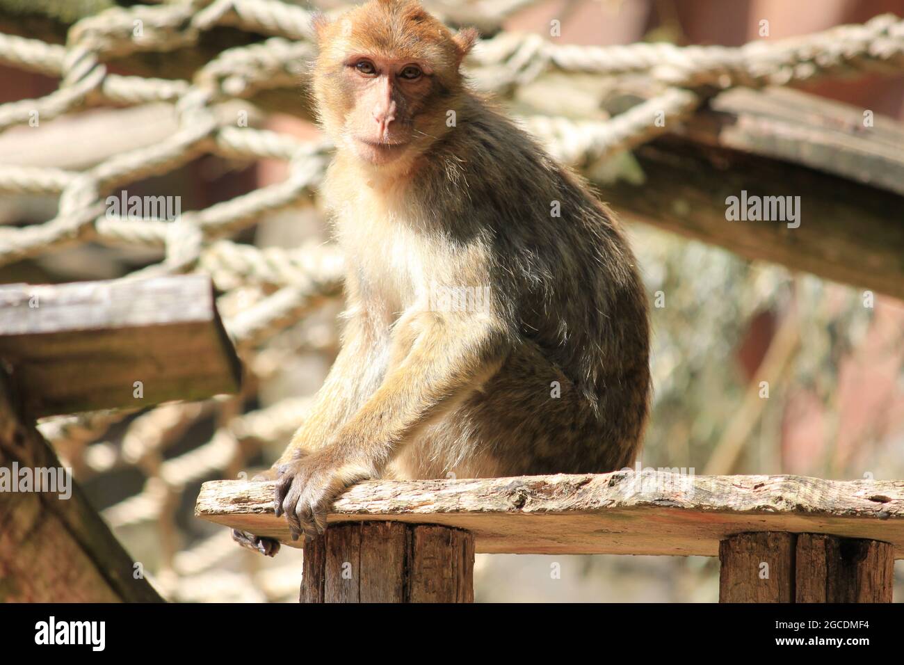 Macaque feet hi-res stock photography and images - Alamy