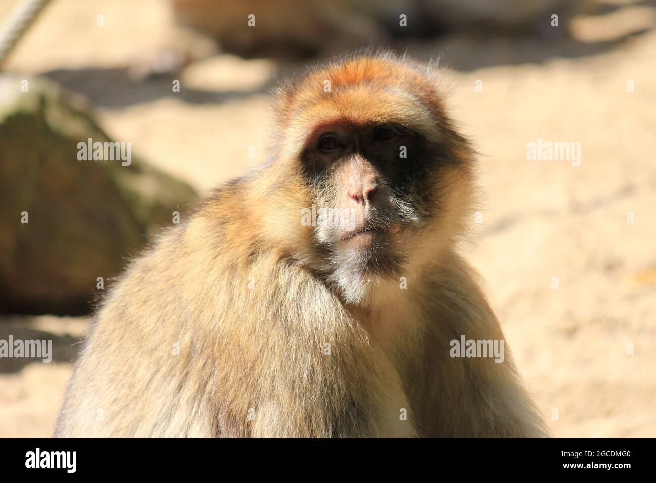 Macaque social hierarchy hi-res stock photography and images - Alamy
