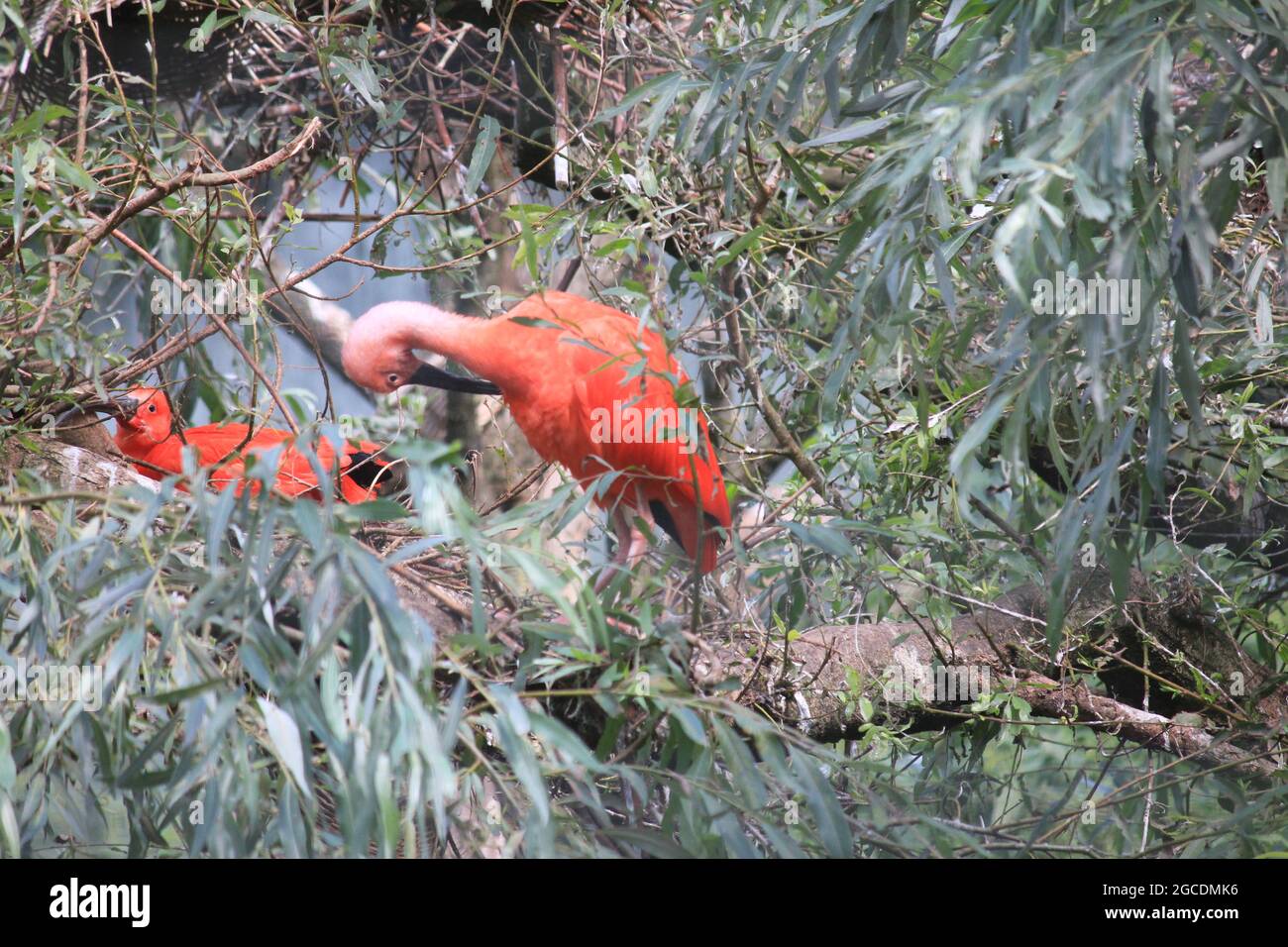 Least concern iucn status hi-res stock photography and images - Alamy