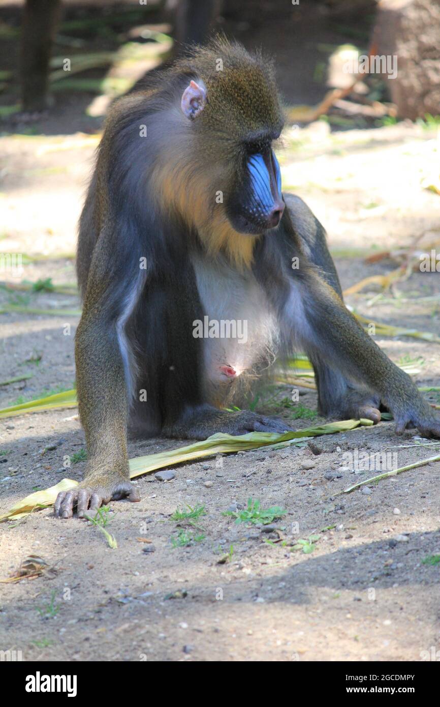 Baboons tail plants hi-res stock photography and images - Alamy