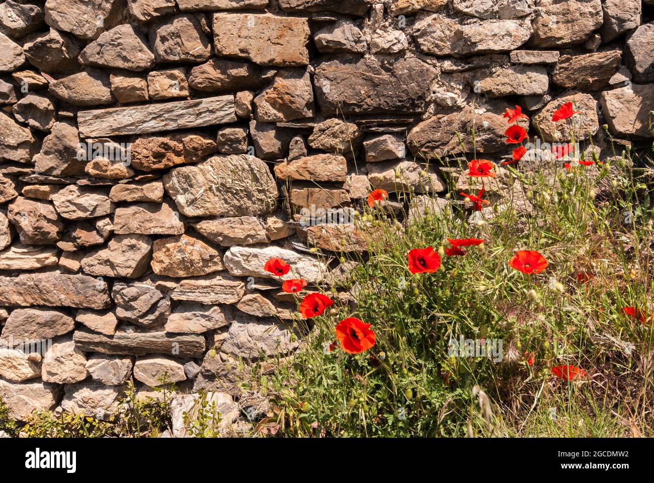 Poppies growing in the ruins of the Castles of Lastours Stock Photo - Alamy