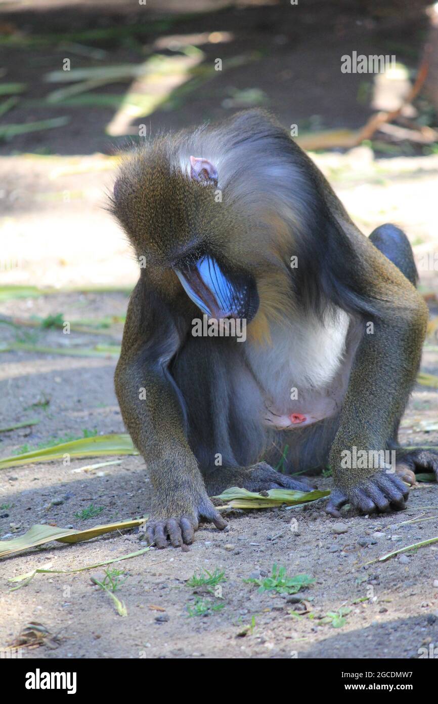 Chest glands hi-res stock photography and images - Alamy