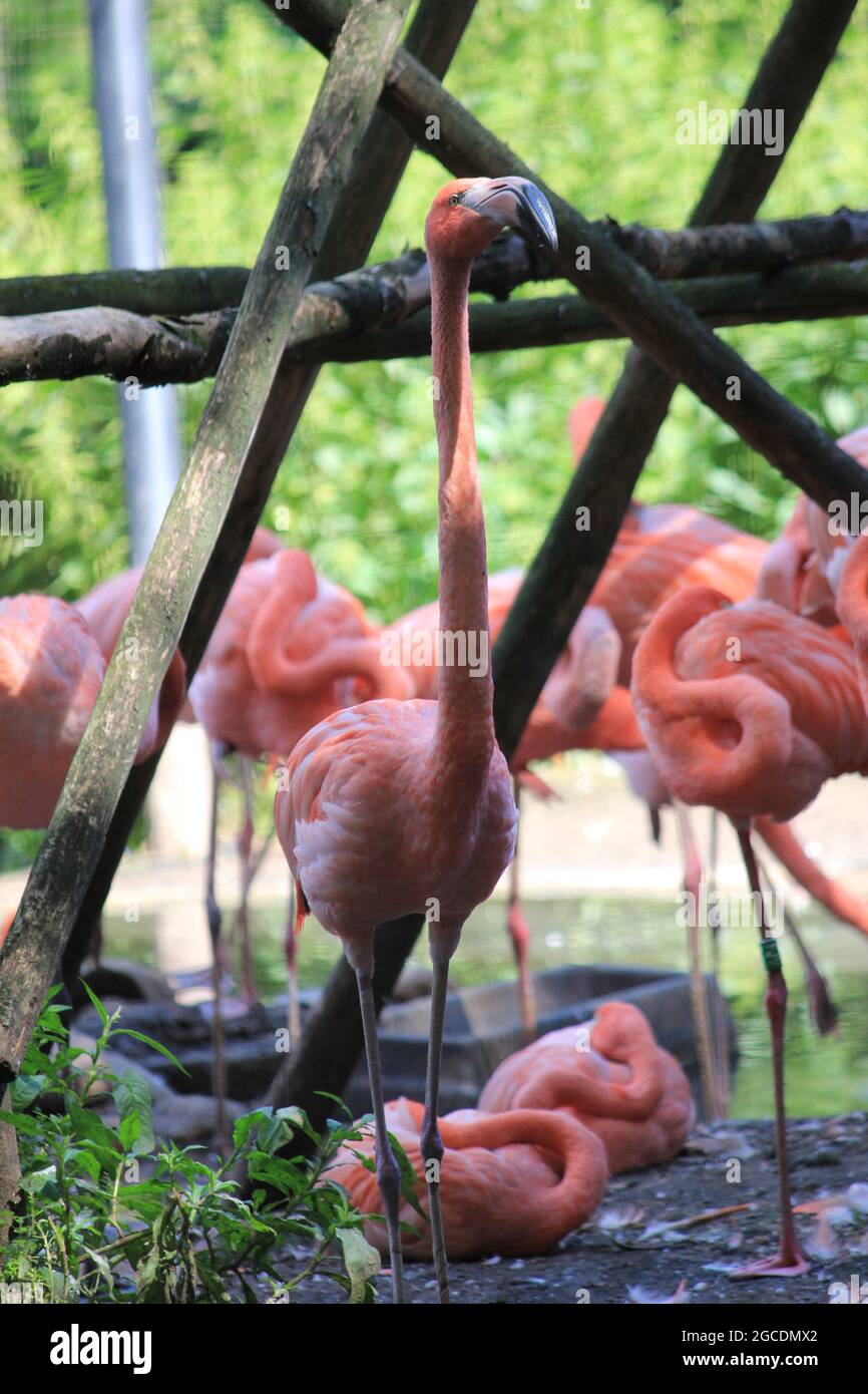 Flamingo walk in shallow water hi-res stock photography and images - Alamy