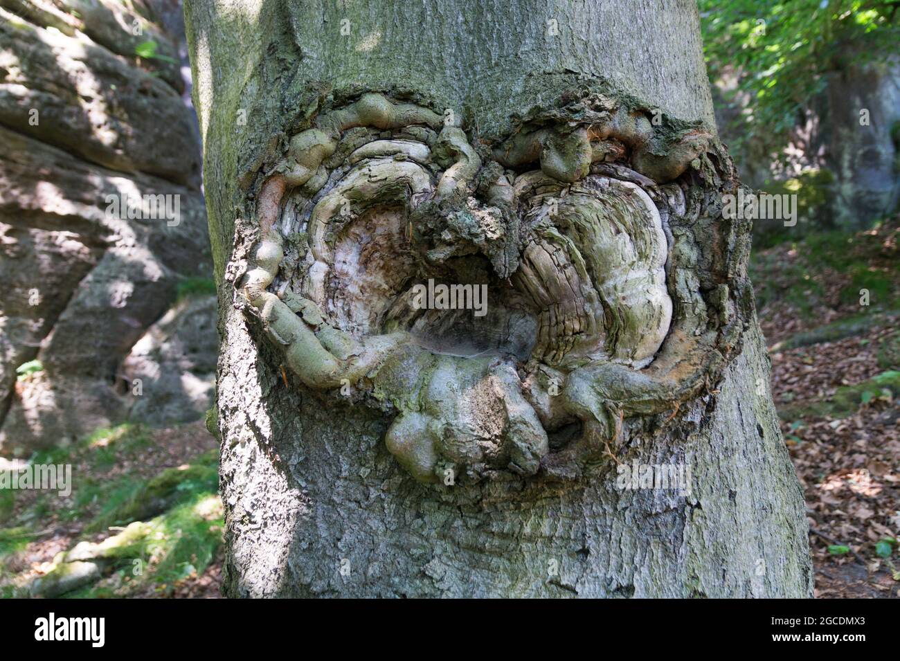 natural heart shape in the wood of an ancient tree trunk in the magical ...