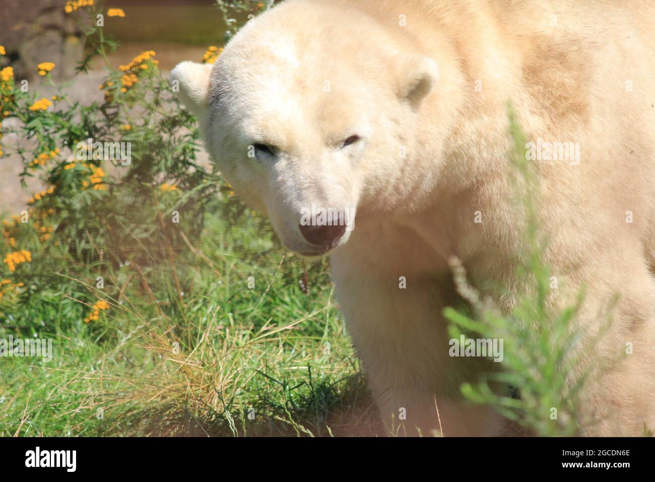 Powerful limbs and claws hi-res stock photography and images - Alamy