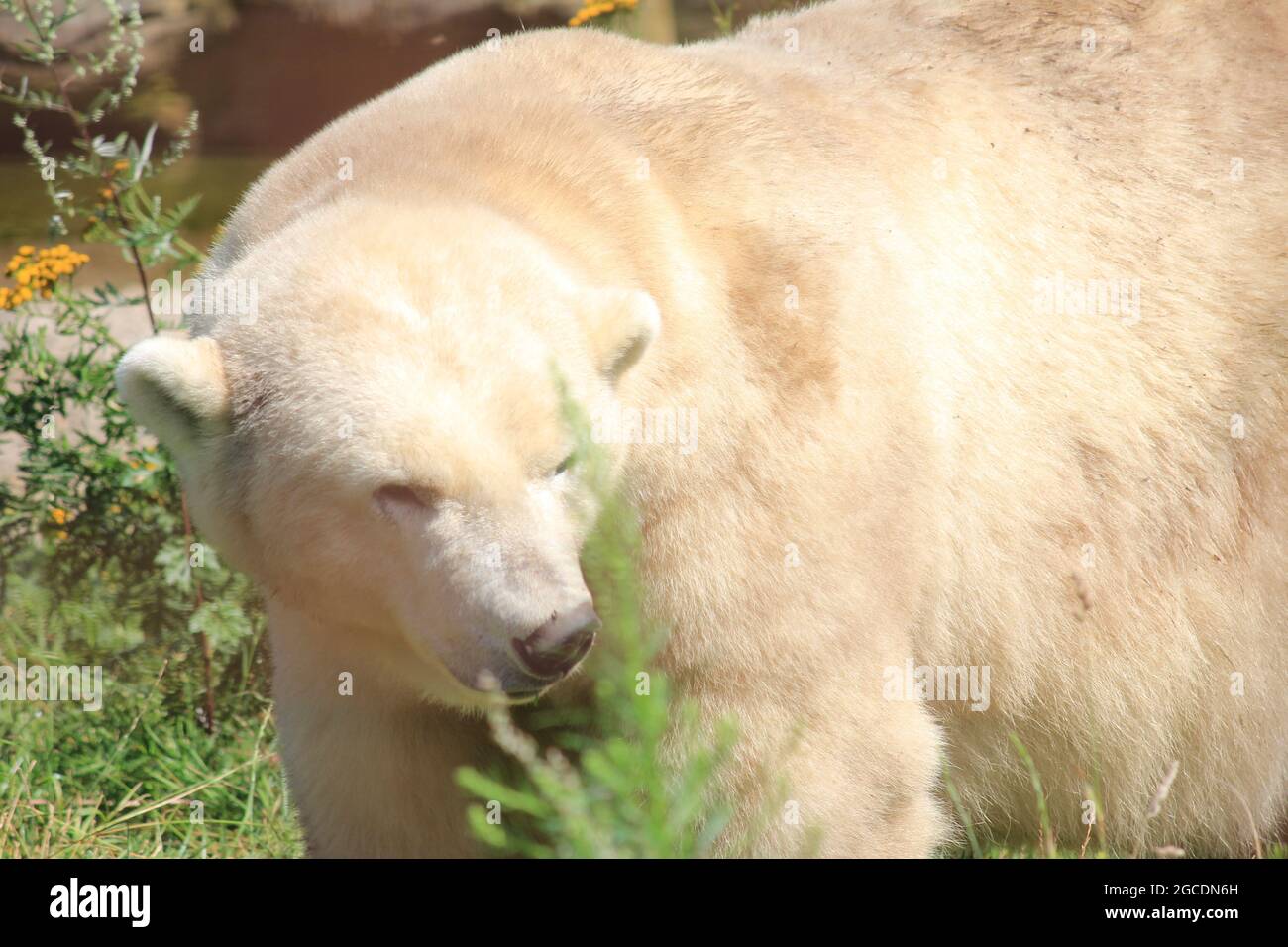 Powerful limbs and claws hi-res stock photography and images - Alamy