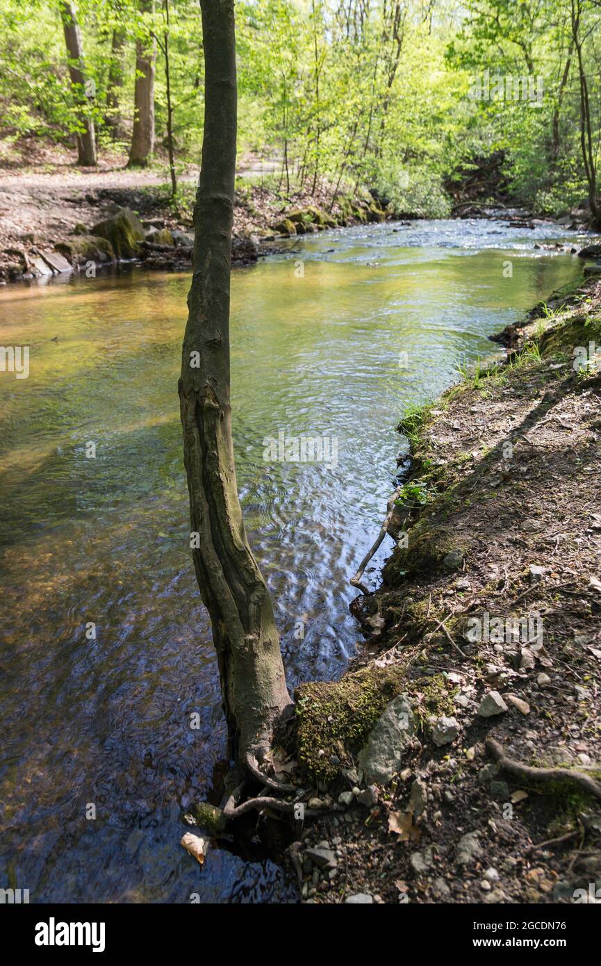 Slim tree trunk hi-res stock photography and images - Alamy