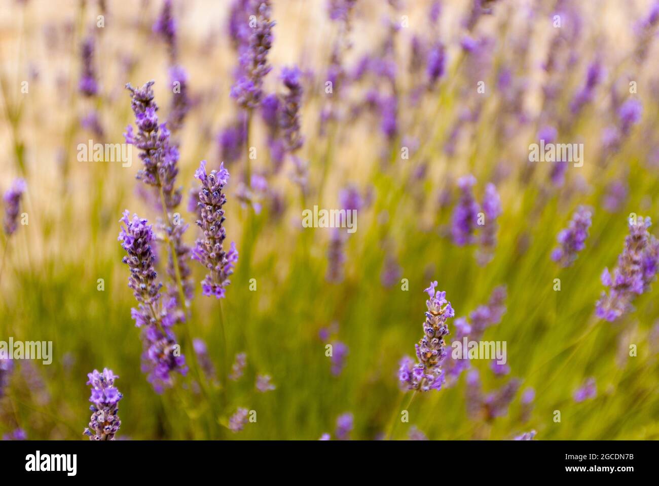 Lavender in full bloom in a garden in the South of France Stock Photo ...