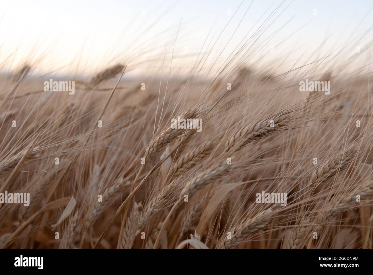 Wheat fields france hi-res stock photography and images - Alamy