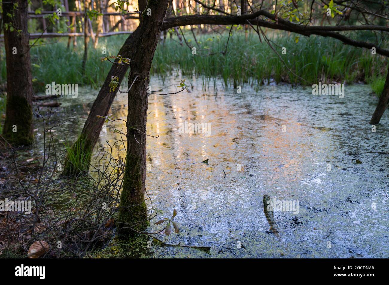 Slim tree trunks hi-res stock photography and images - Alamy