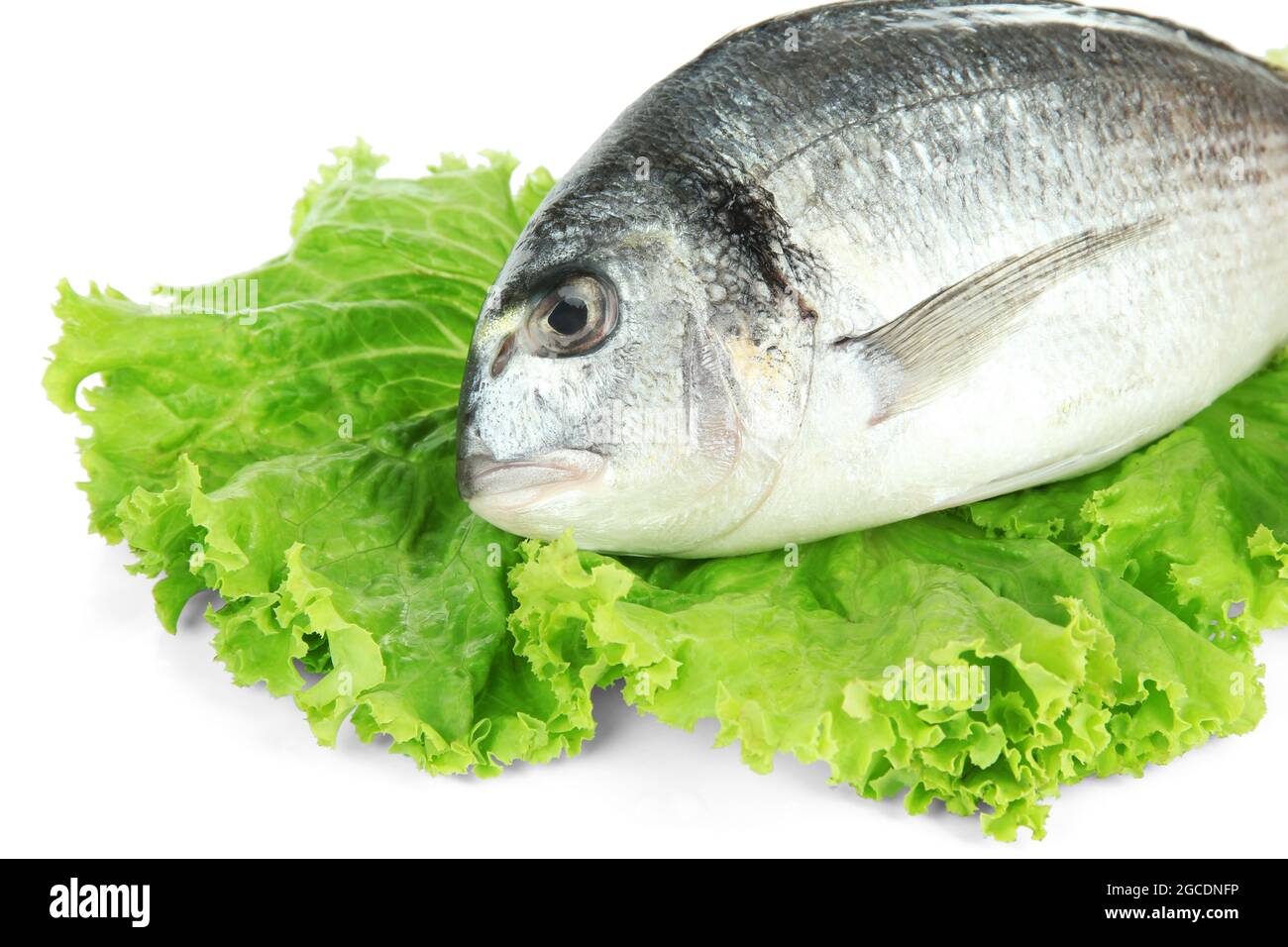 Dorado fish isolated on white Stock Photo - Alamy